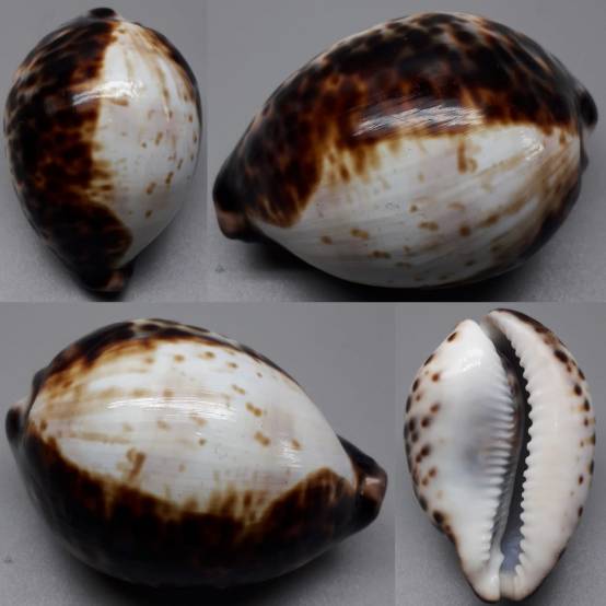 shellauction.net :: Cypraea tigris - 3837290