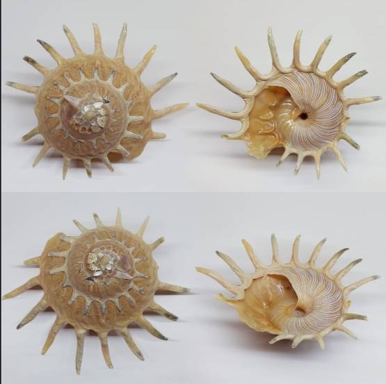 shellauction.net :: Stellaria solaris - 3837344