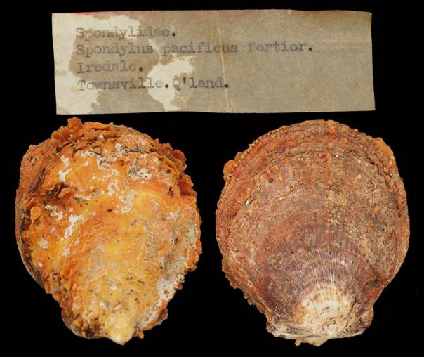 shellauction.net :: Spondylus species - 3837673