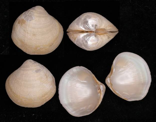 shellauction.net :: Euciroa crassa - 3837818