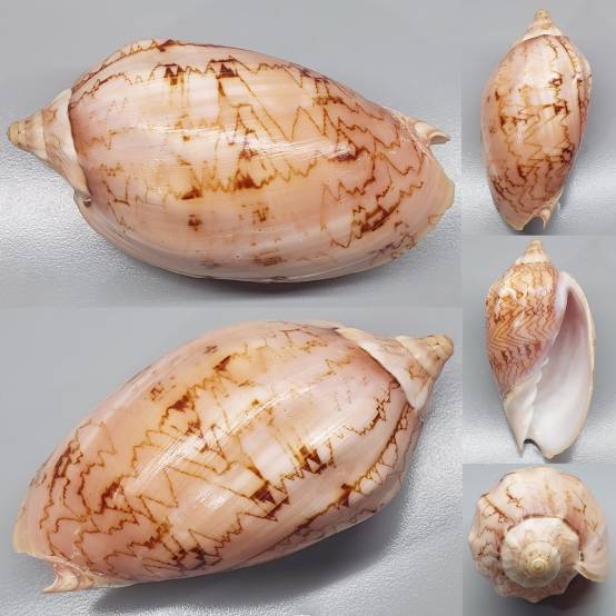shellauction.net :: Cymbiola mariaemma - 3837955