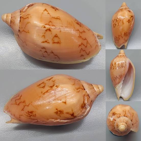 shellauction.net :: Cymbiola mariaemma - 3837956