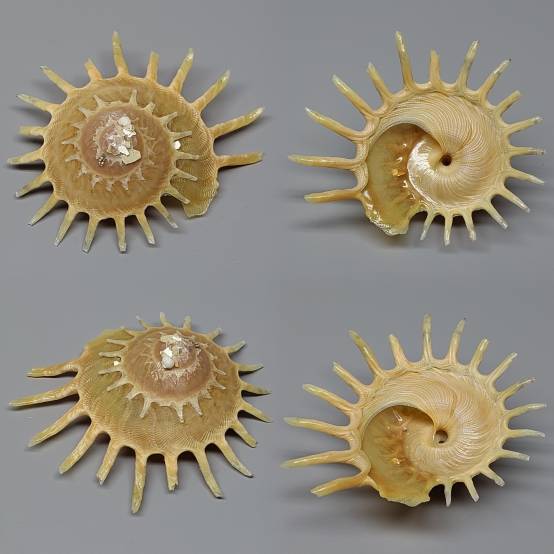 shellauction.net :: Stellaria solaris - 3837965