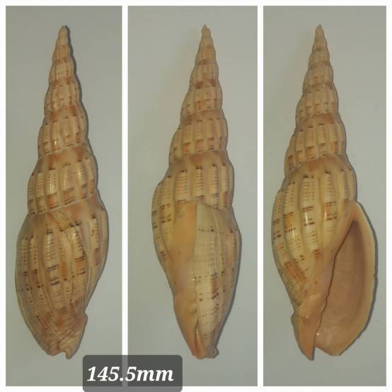 shellauction.net :: Lyria lyriaeformis lyriaeformis - 3838009