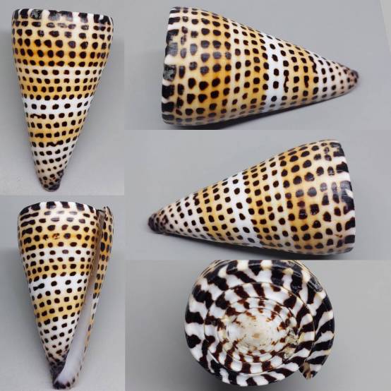 shellauction.net :: Conus litteratus - 3838409