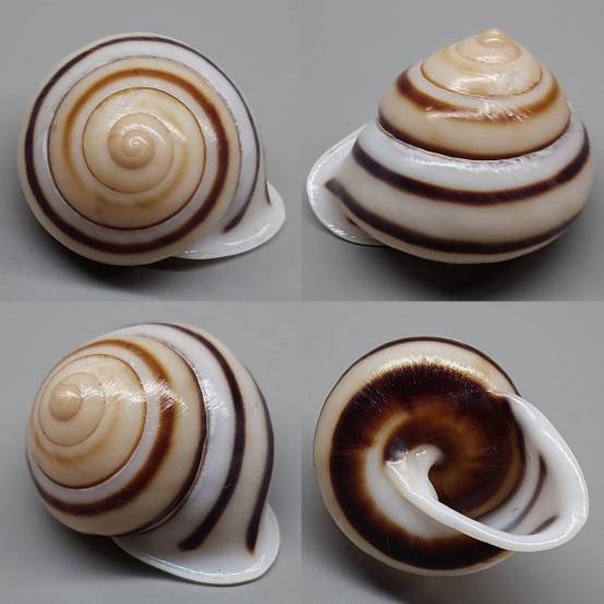 shellauction.net :: Papuina novoguineensis - 3839215