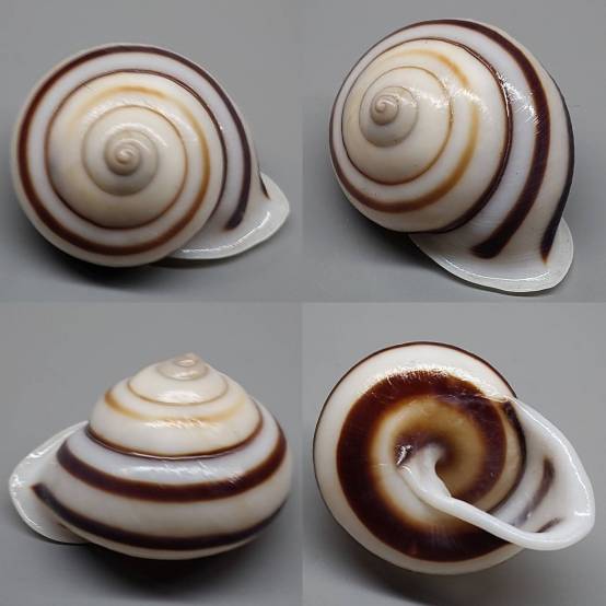 shellauction.net :: Papuina novoguineensis - 3839261
