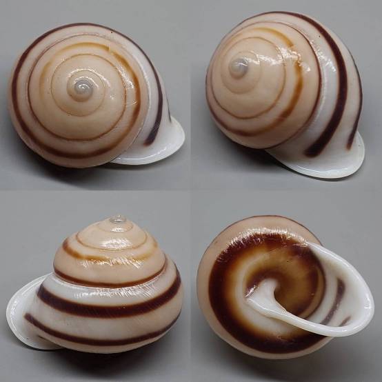 shellauction.net :: Papuina novoguineensis - 3839268