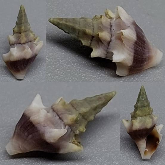 shellauction.net :: Clavus exasperatus - 3839479