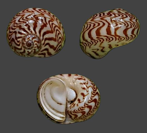 shellauction.net :: Tanea tenuipicta - 3839719