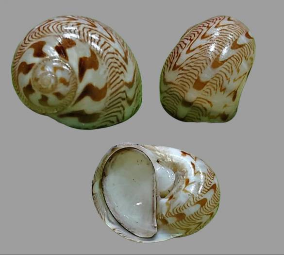 shellauction.net :: Tanea tenuipicta - 3839722