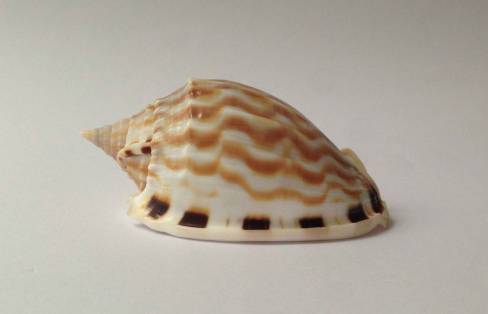 shellauction.net :: Phalium fimbria - 3839754
