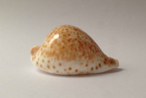 shellauction.net :: Umbilia hesitata - 3839763