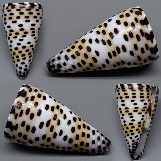 shellauction.net :: Conus litteratus - 3839781