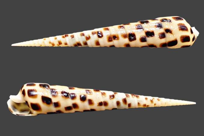 shellauction.net :: Terebra subulata - 3839839