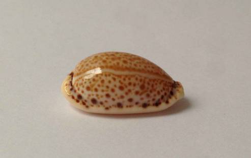 shellauction.net :: Cypraea spurca verdensium - 3839879