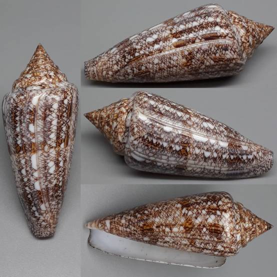 shellauction.net :: Conus gloriamaris - 3839956