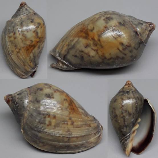 shellauction.net :: Cymbiola flavicans - 3839959