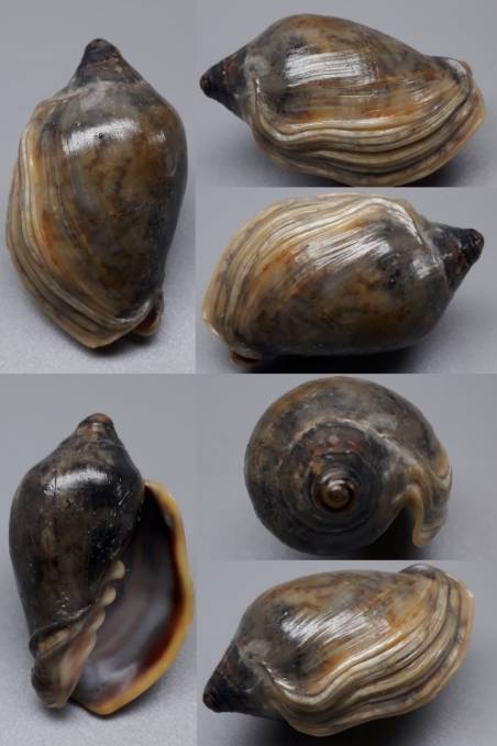 shellauction.net :: Cymbiola flavicans - 3840125