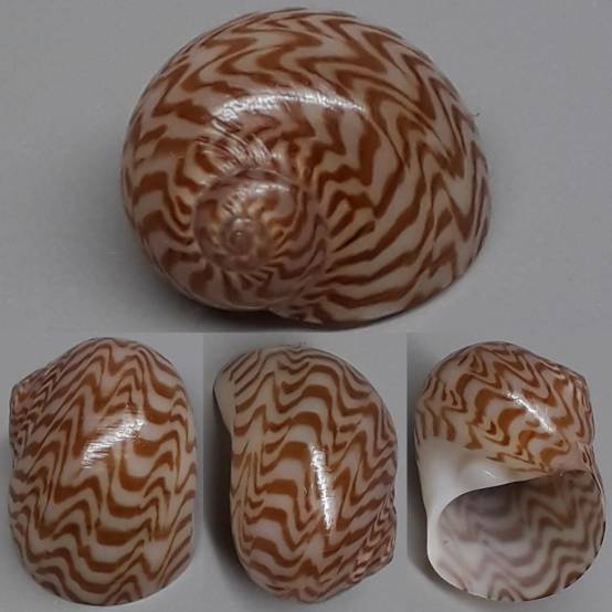shellauction.net :: Tanea tenuipicta - 3840162