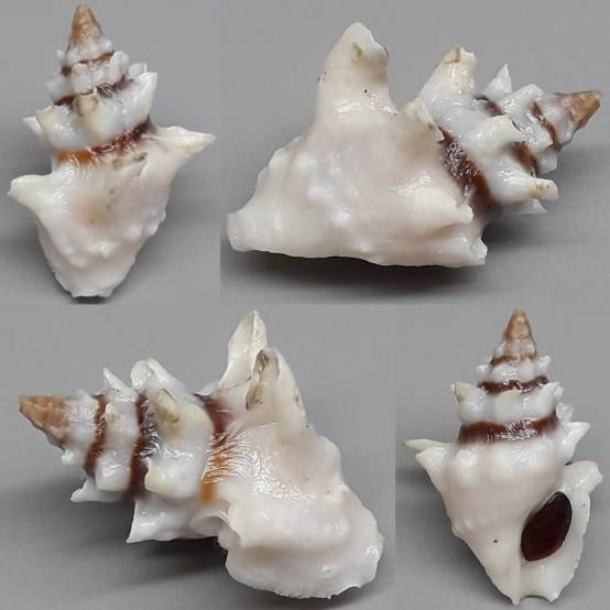 shellauction.net :: Clavus exasperatus - 3840220