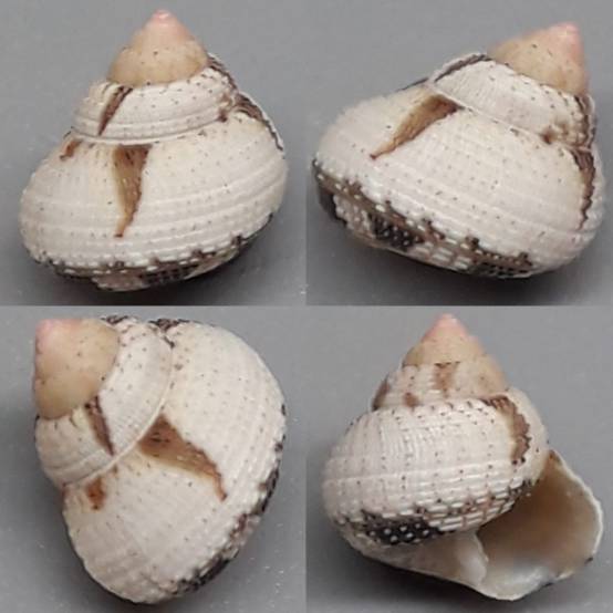 shellauction.net :: Trochus sp. - 3840228