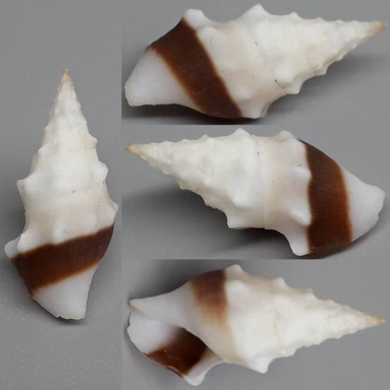 shellauction.net :: Clavus exasperatus - 3840650