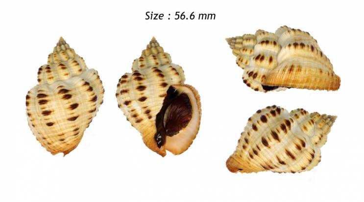 shellauction.net :: Cantharus melanostoma - 3840853