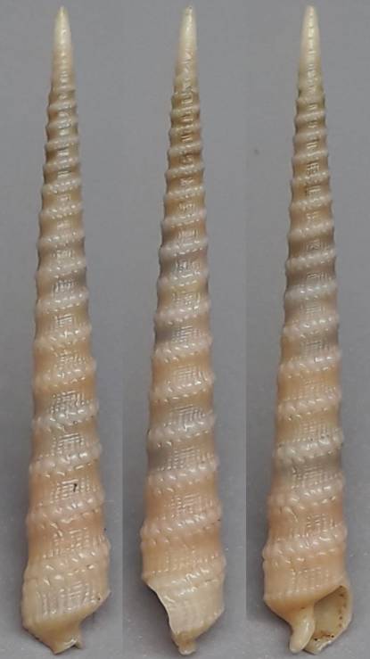 shellauction.net :: Terebra sp. - 3840863