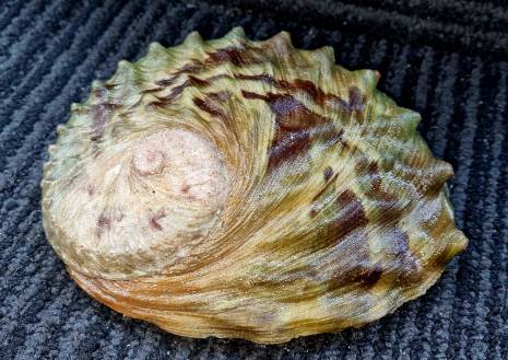 shellauction.net :: Haliotis rubra conicopora - 3841527