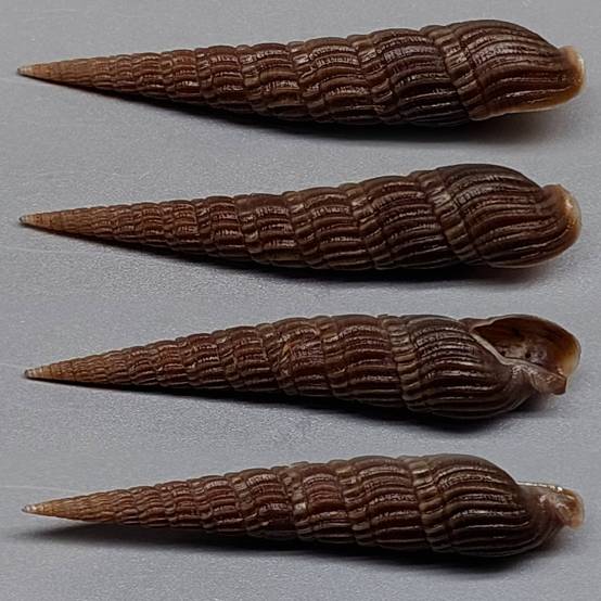 shellauction.net :: Terebra sp. - 3841607