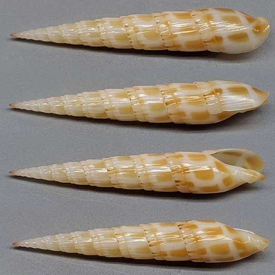 shellauction.net :: Terebra sp. - 3841610
