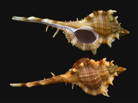 shellauction.net :: Vokesimurex malabaricus - 3841650