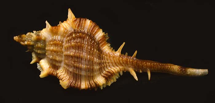 shellauction.net :: Vokesimurex malabaricus - 3841650