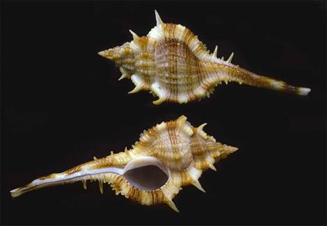 shellauction.net :: Vokesimurex malabaricus - 3841652