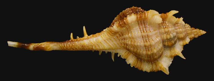 shellauction.net :: Vokesimurex malabaricus - 3841652