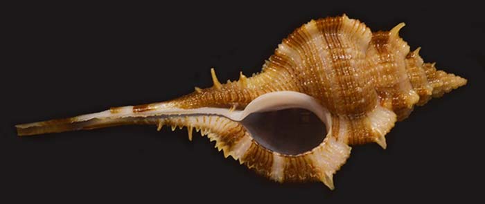 shellauction.net :: Vokesimurex malabaricus - 3841657