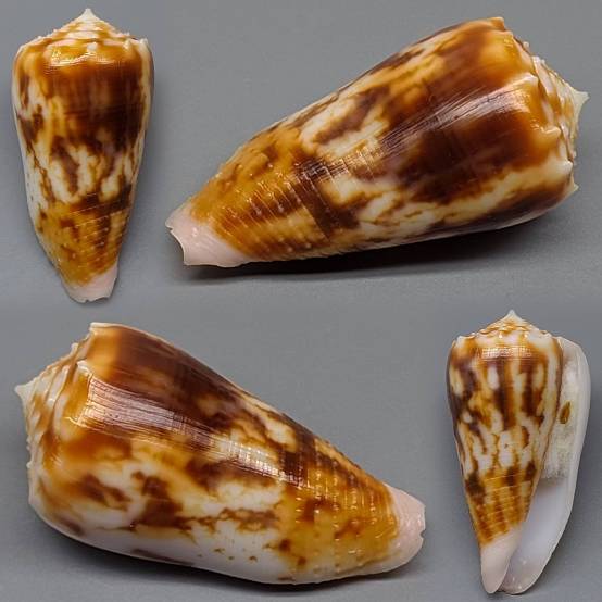 shellauction.net :: Conus moluccensis - 3841758
