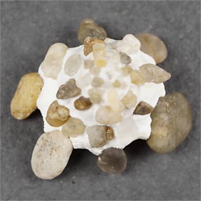 shellauction.net :: Xenophora senegalensis - 3842109