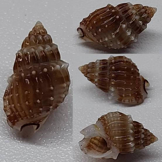 shellauction.net :: Nassarius sp. - 3842114