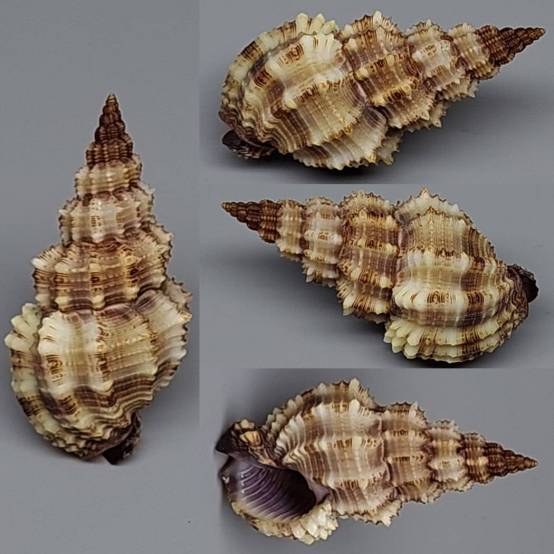 shellauction.net :: Phos senticosus - 3842178