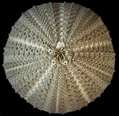 shellauction.net :: Temnopleurus toreumaticus - 3842381