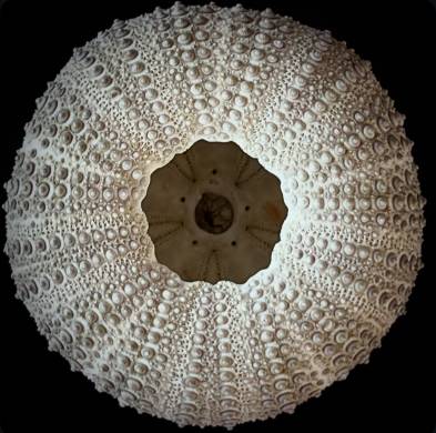 shellauction.net :: Temnopleurus toreumaticus - 3842381