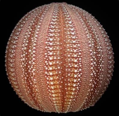 shellauction.net :: Holopneustes inflatus - 3842385
