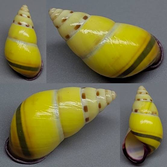 shellauction.net :: Amphidromus latestrigatus consobrinus - 3842388