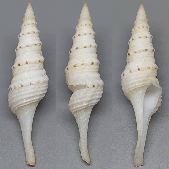 shellauction.net :: Turris sp. - 3842500