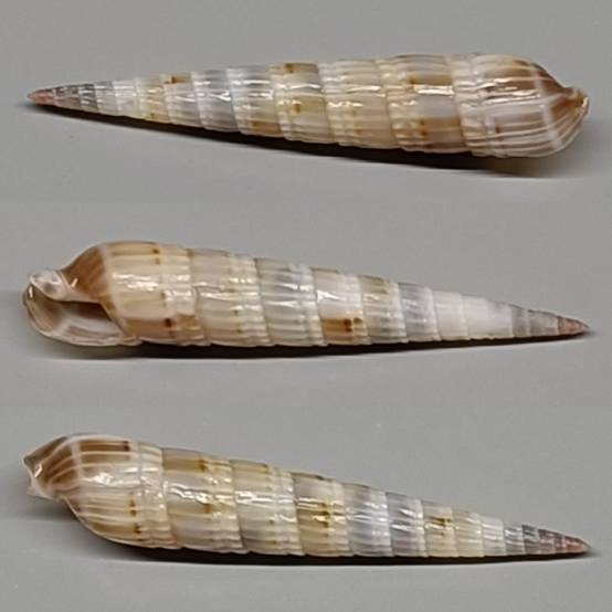 shellauction.net :: Terebra sp. - 3842699