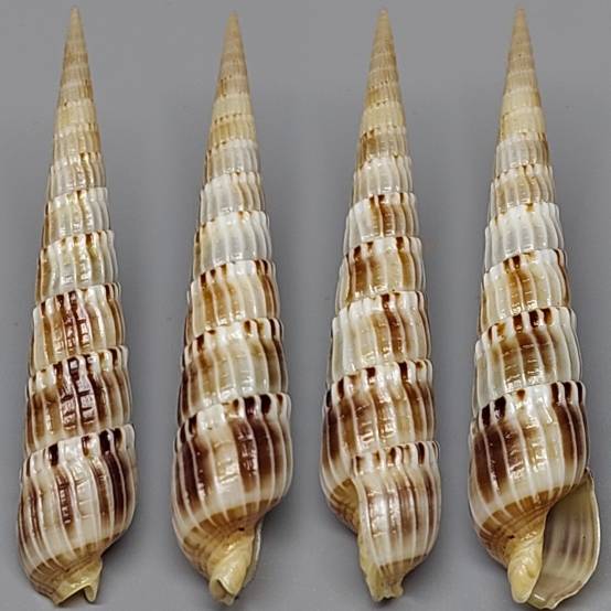 shellauction.net :: Terebra sp. - 3843101