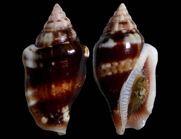 shellauction.net :: Maculastrombus mutabilis cf. arabicus - 3843134