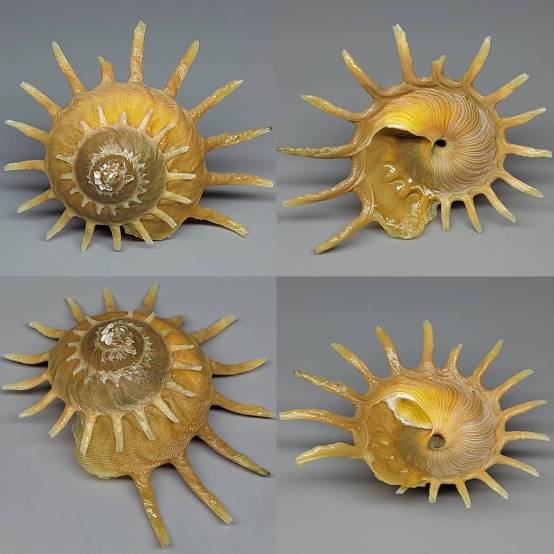 shellauction.net :: Stellaria solaris - 3843400